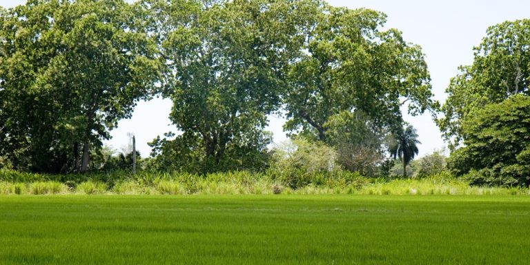 Municipio de Alanje – Municipios Digitales